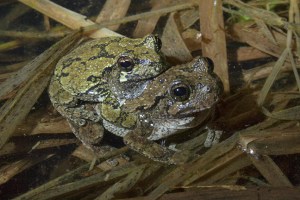 Grey tree frogs are out in the Valley! | Ohio Frog Blog