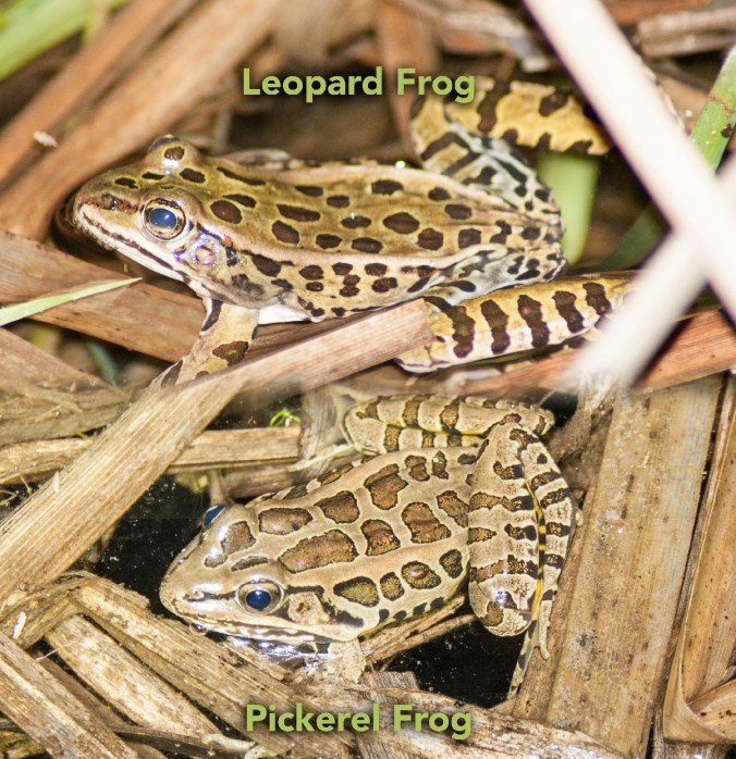 Leopard frogs! | Ohio Frog Blog