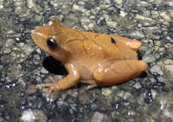 Little Spring Peepers making a big sound! | Ohio Frog Blog